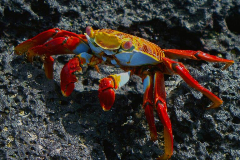 Explore Red Claw Crabs: Care Tips and Habitat Requirements