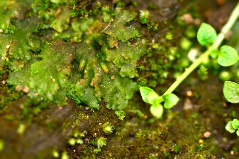 How To Grow Hornwort: Expert Tips & Techniques Revealed
