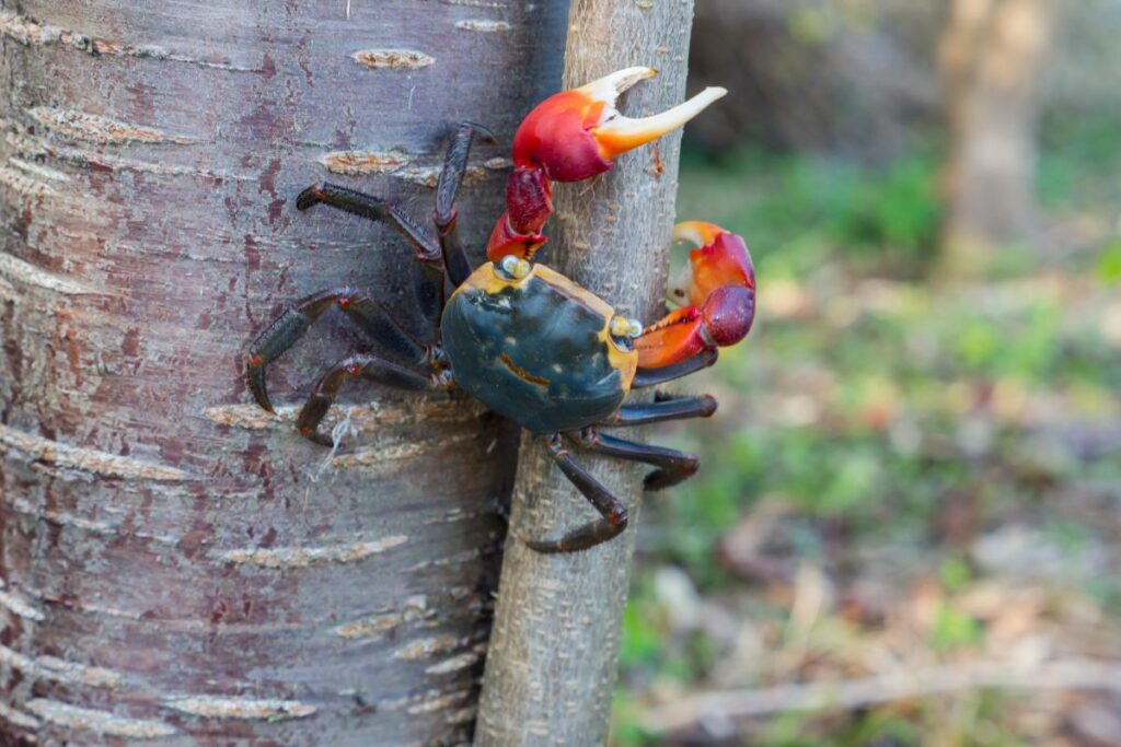 Explore Red Claw Crabs: Care Tips and Habitat Requirements
