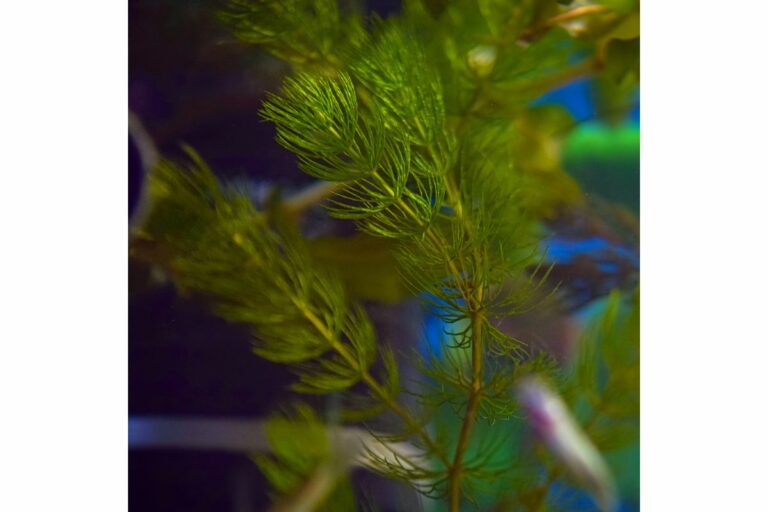 How To Grow Hornwort: Expert Tips & Techniques Revealed