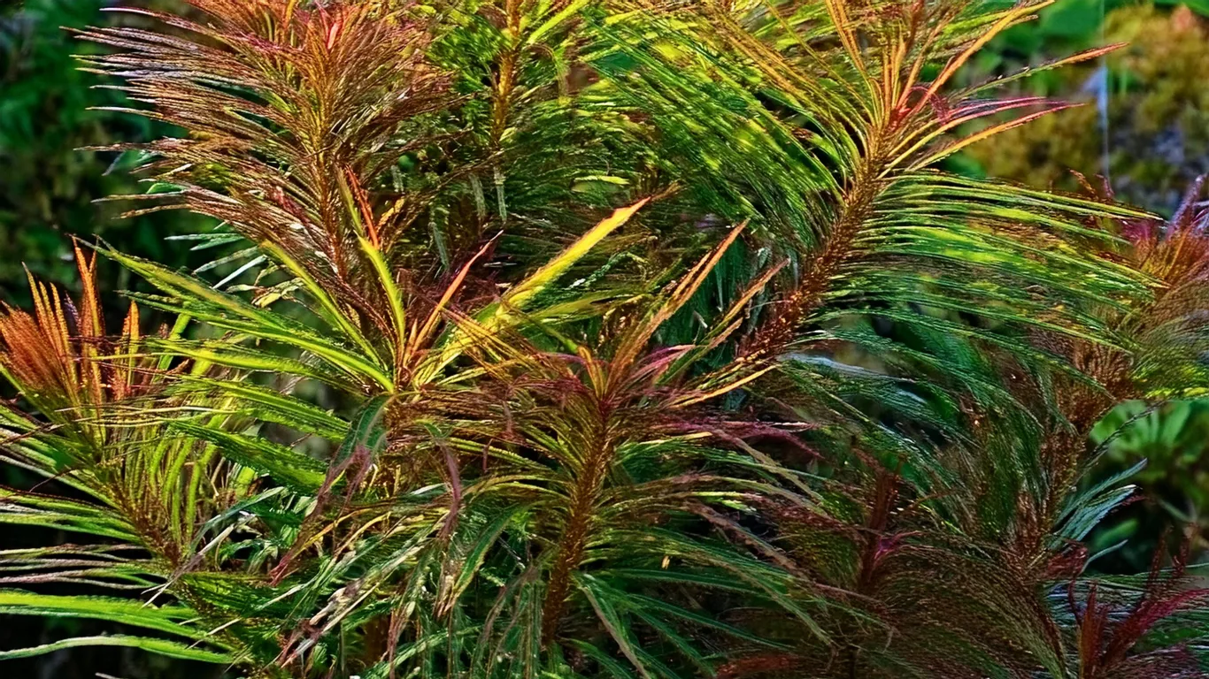 Didiplis Diandra : Care and Growth Tips for Aquatic Plants