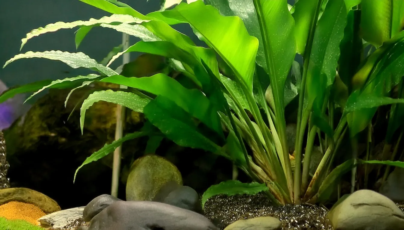 Echinodorus Bleheri Amazon Sword Plant Care Guide