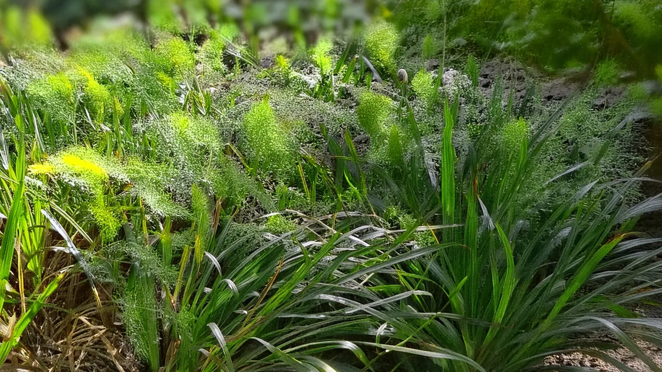 Echinodorus Helanthium Tenellus Plant: Aquarium Tip