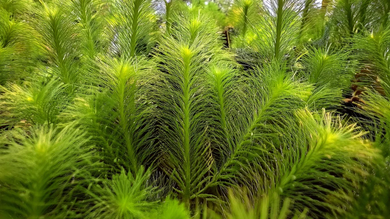 Egeria Densa Care Guide: Essential Tips for Aquatic Plants